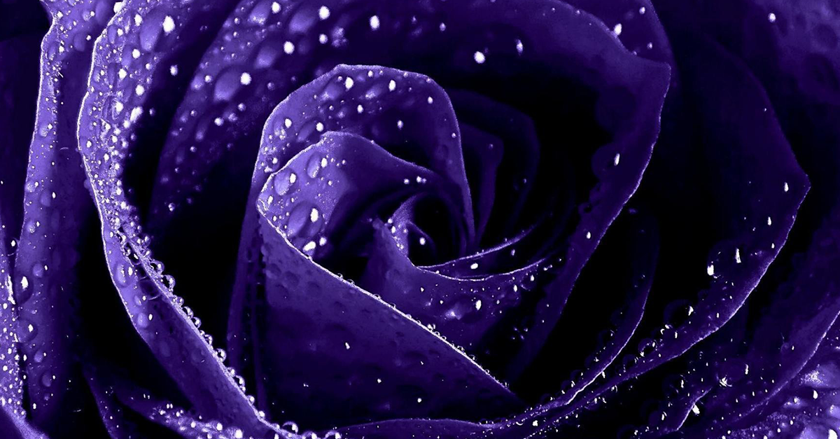 Sign up for Malone Group's 65 Roses Cycle - Malone Group